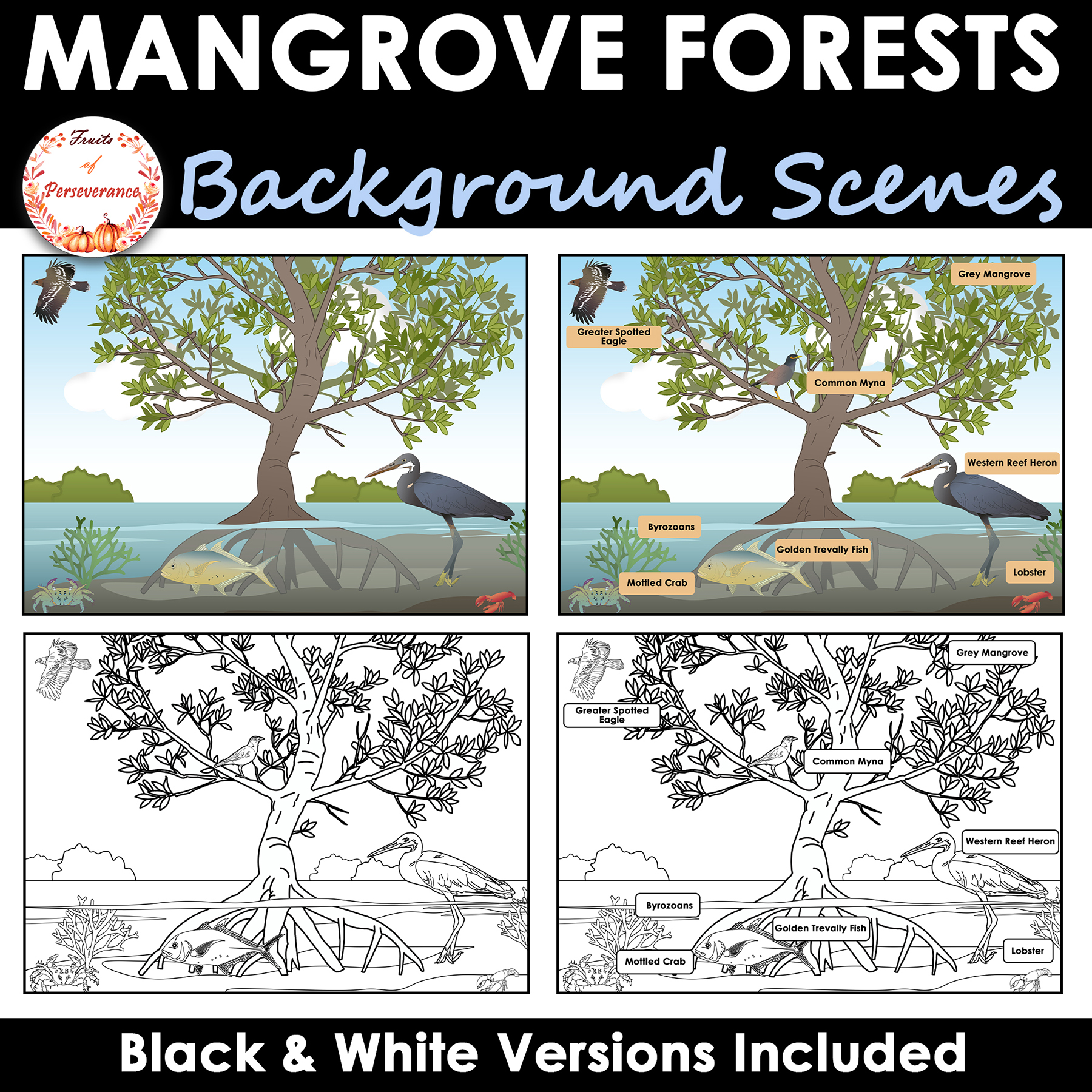 Mangrove Forest Ecosystem Background Scenes Clipart | Everglades and ...