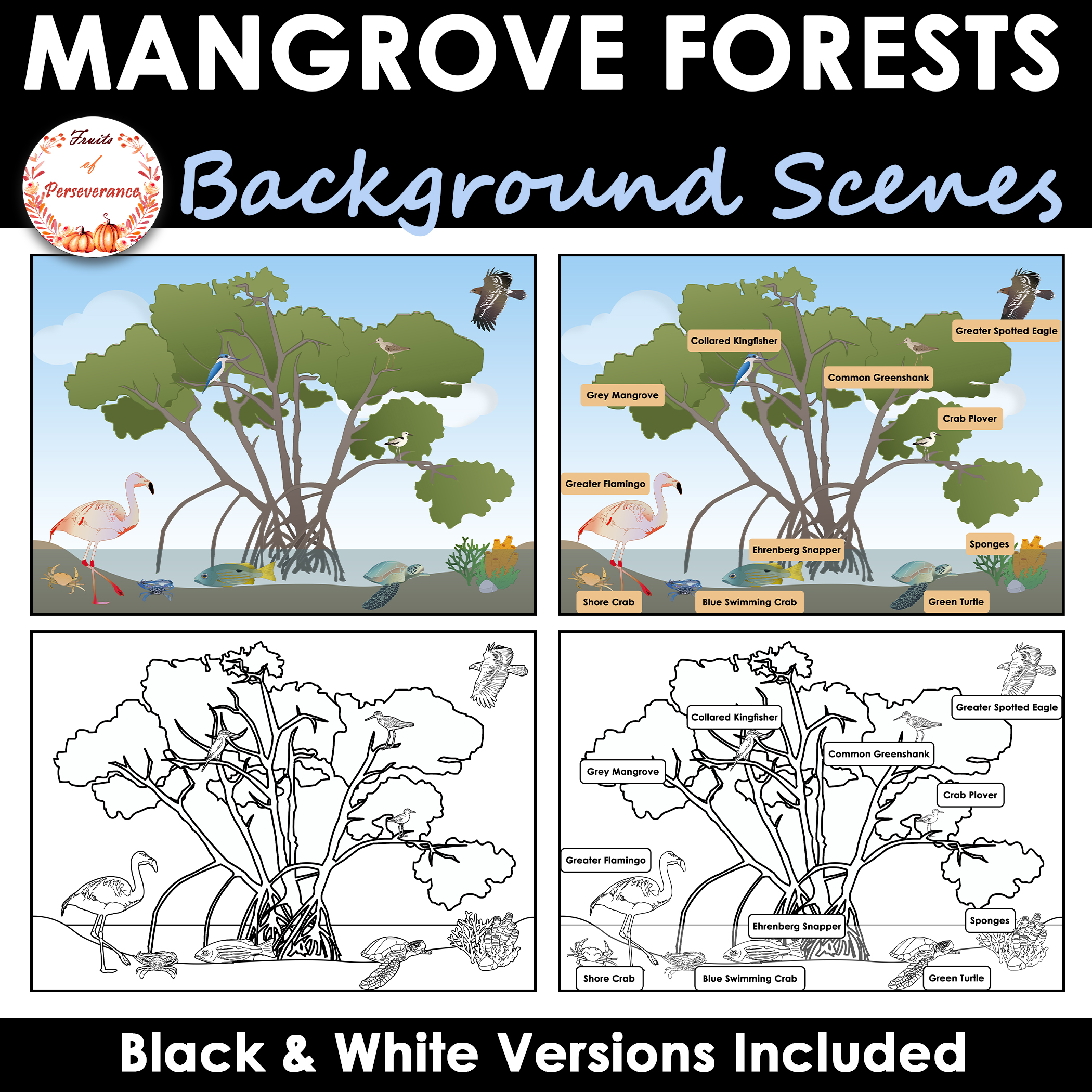 Mangrove Forest Ecosystem Background Scenes Clipart | Everglades and ...