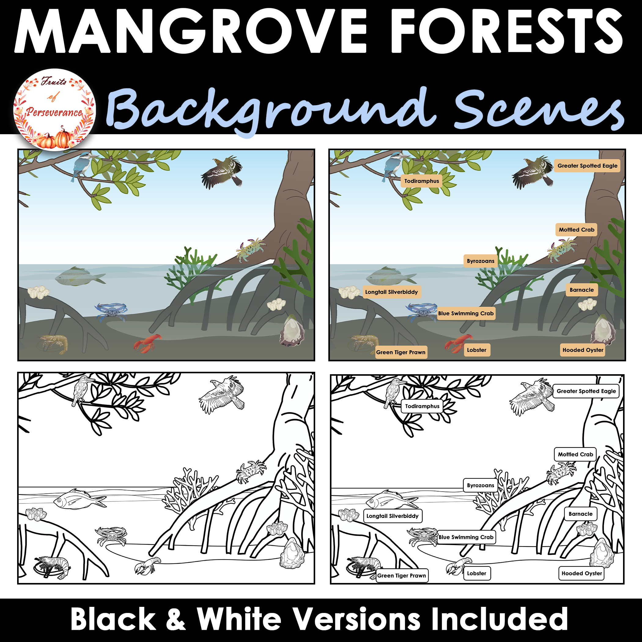 Mangrove Forest Ecosystem Background Scenes Clipart | Everglades and ...