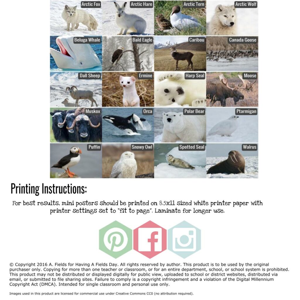 Arctic Animals- Animals Around the World Mini Posters | Made By Teachers