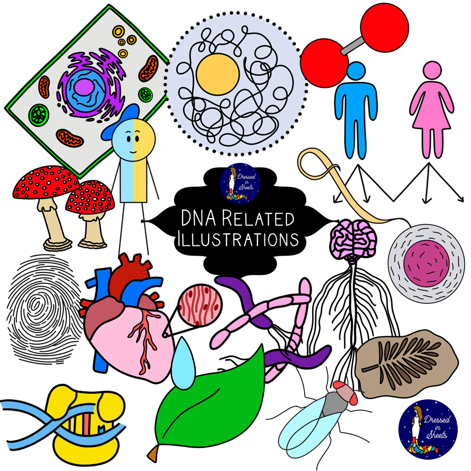 DNA Related Illustrations | Made By Teachers