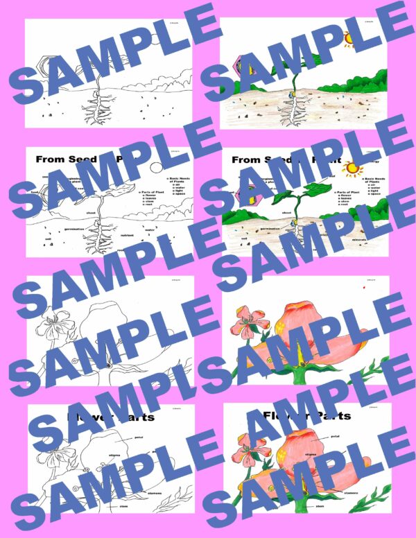 Close Reading: From Seed to Plant by Gail Gibbons | Made By Teachers