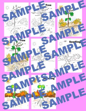 Close Reading: Tell Me, Tree by Gail Gibbons | Made By Teachers