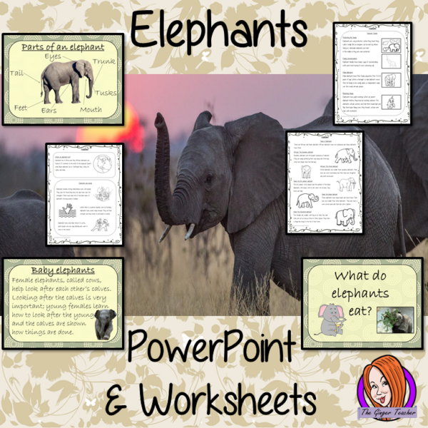 Elephants PowerPoint and Worksheets Lesson | Made By Teachers