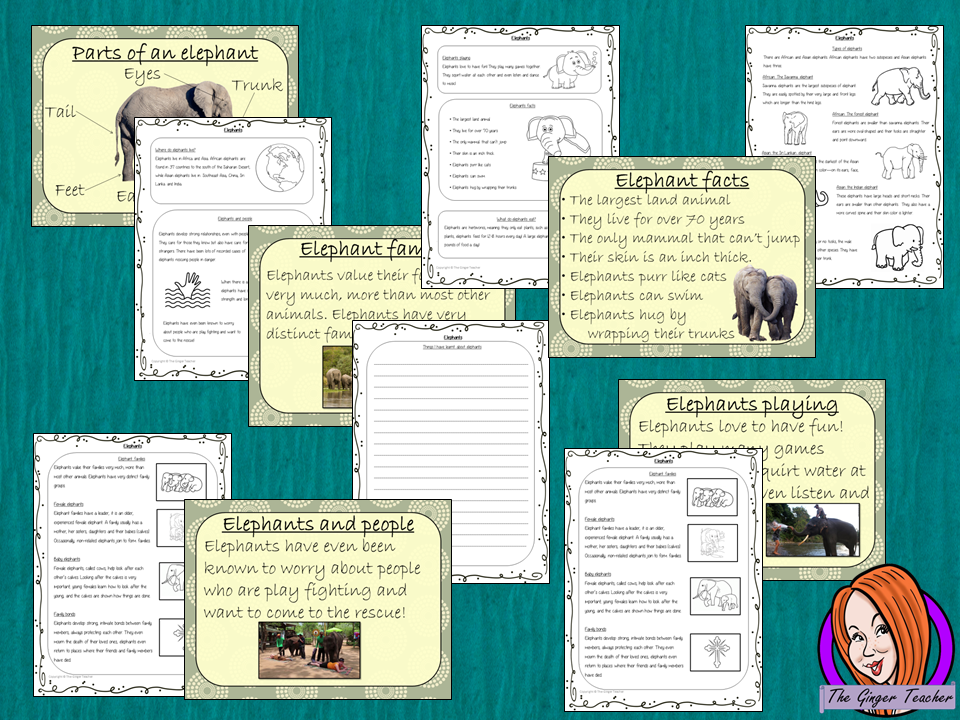 Elephants PowerPoint and Worksheets Lesson | Made By Teachers