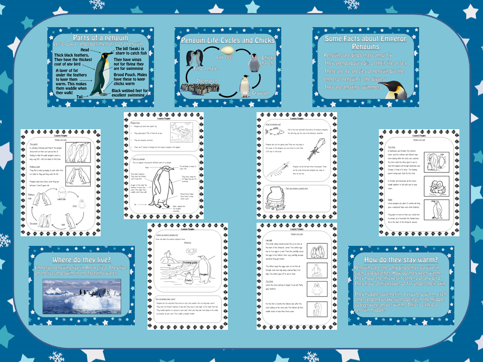 Penguins Lesson | Made By Teachers
