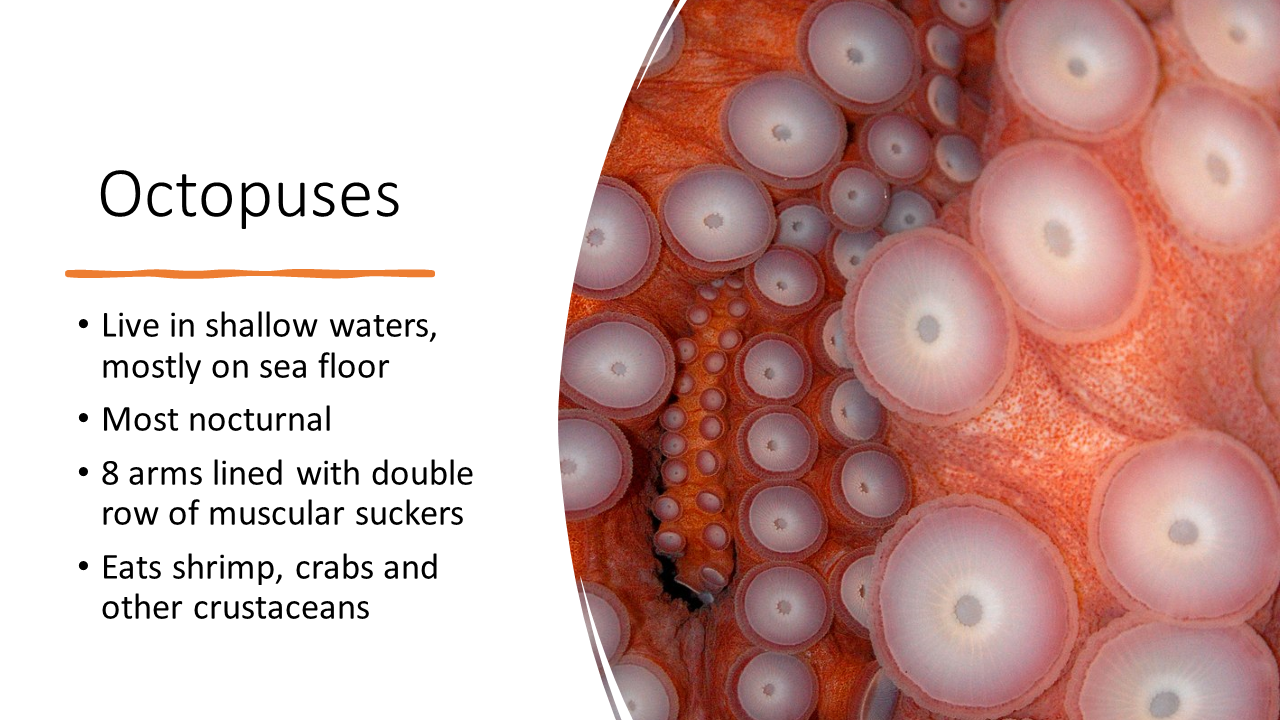 Apologia Zoology 2 Swimming Creatures Chapter 10 Cephalopods EDITABLE ...