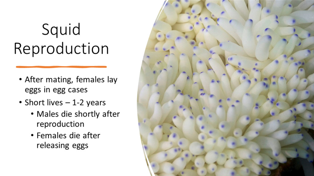 Apologia Zoology 2 Swimming Creatures Chapter 10 Cephalopods EDITABLE ...