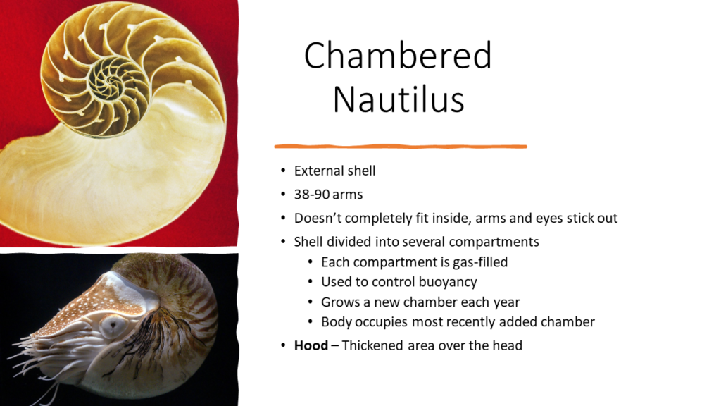 Apologia Zoology 2 Swimming Creatures Chapter 10 Cephalopods EDITABLE ...