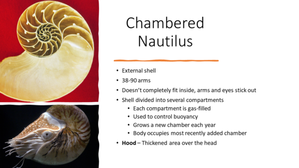 Apologia Zoology 2 Swimming Creatures Chapter 10 Cephalopods EDITABLE ...