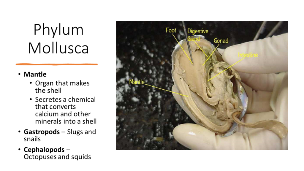 Apologia Zoology 2 Swimming Creatures Chapter 9 Mollusks EDITABLE ...