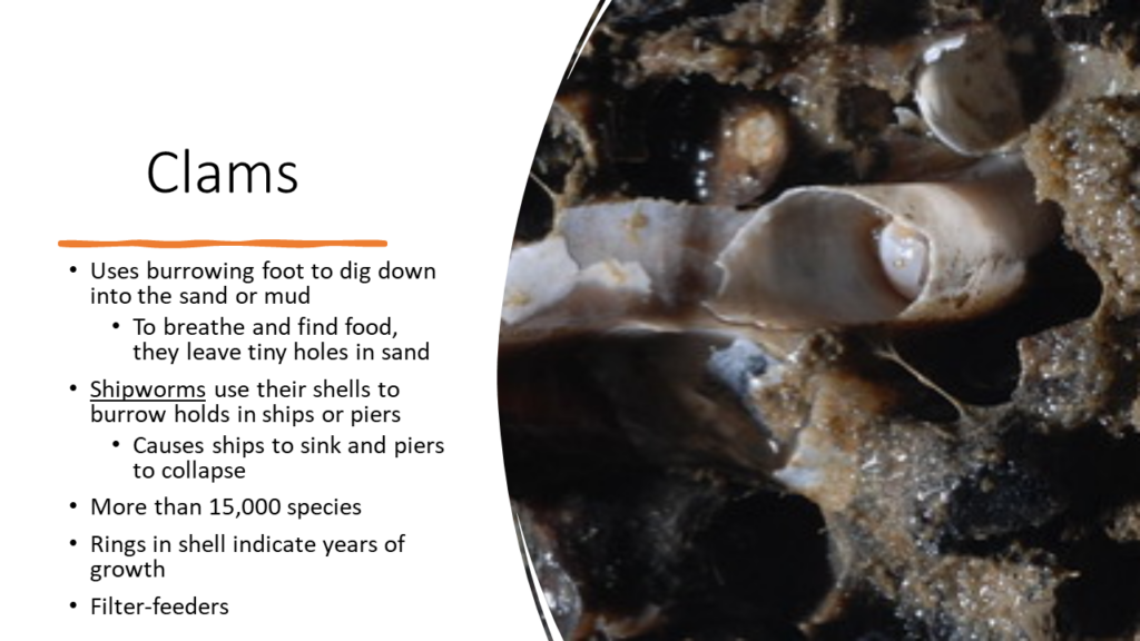 Apologia Zoology 2 Swimming Creatures Chapter 9 Mollusks EDITABLE ...