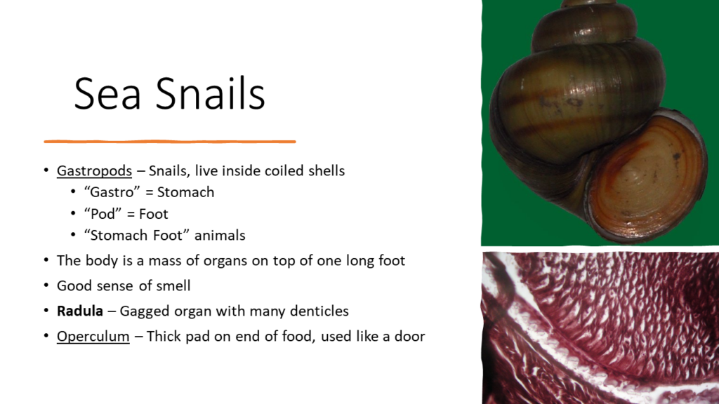 Apologia Zoology 2 Swimming Creatures Chapter 9 Mollusks EDITABLE ...