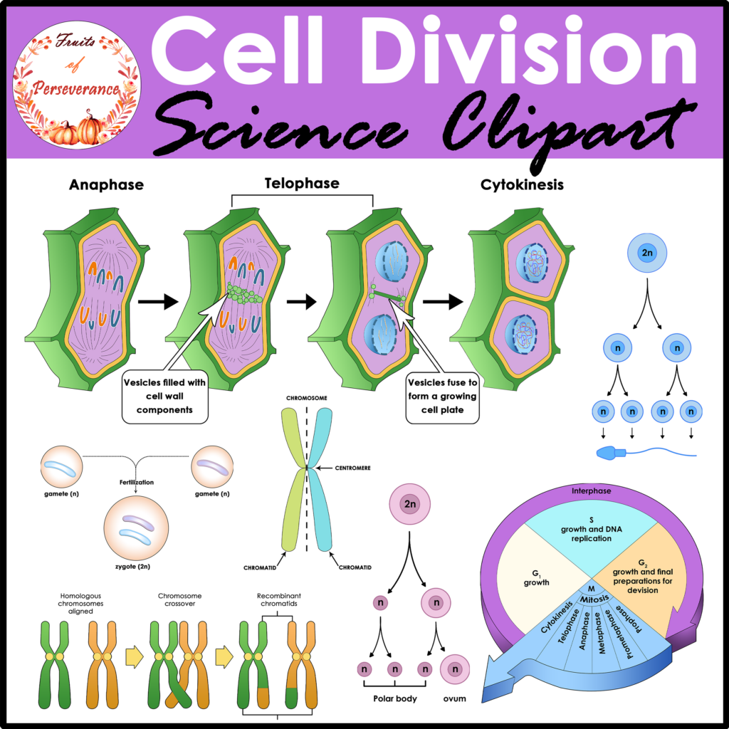 Cell Division and Cytokinesis in Plants Clipart | Mitosis in Plant Cell ...