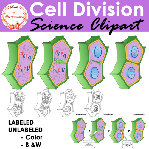 Cell Division and Cytokinesis in Plants Clipart | Mitosis in Plant Cell ...