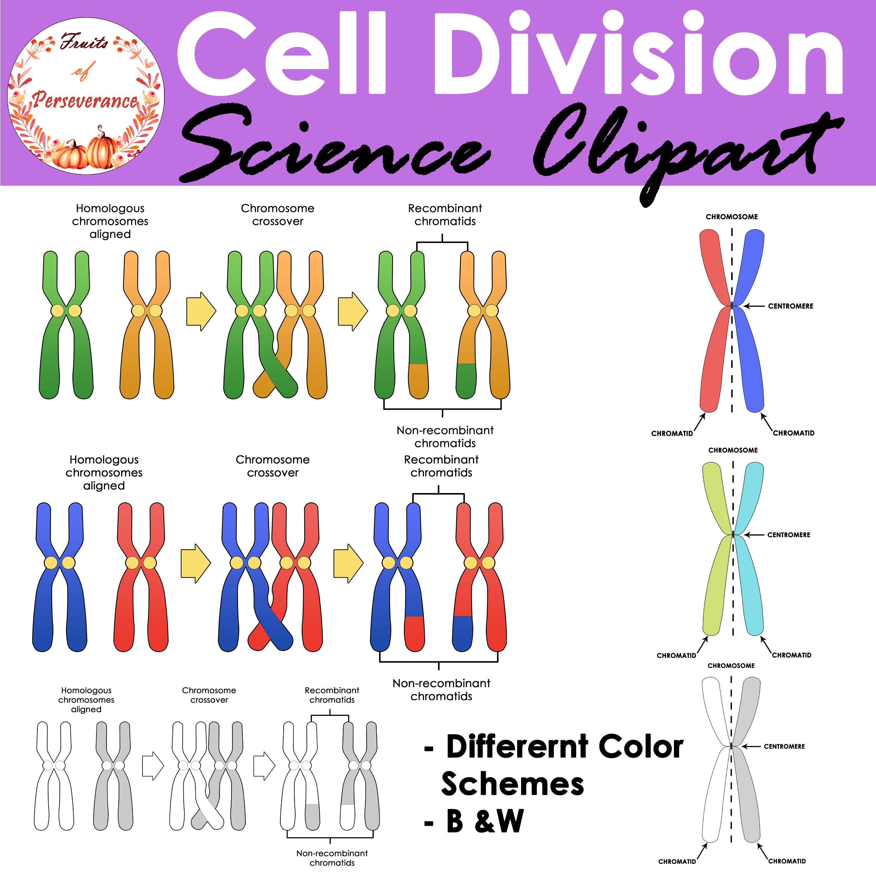 Cell Division and Cytokinesis in Plants Clipart | Mitosis in Plant Cell ...
