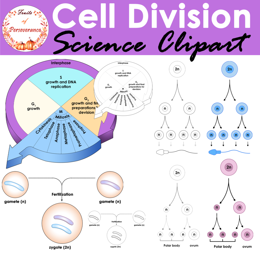 Cell Division and Cytokinesis in Plants Clipart | Mitosis in Plant Cell ...