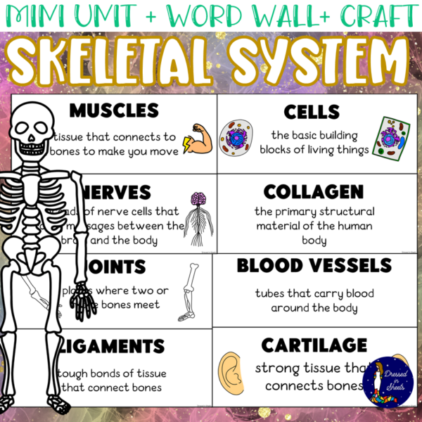 Skeletal System Unit with Word Wall and Craft | Made By Teachers