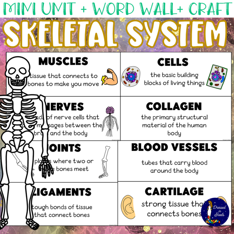 Skeletal System Unit with Word Wall and Craft | Made By Teachers