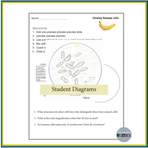 Plant Cells Microscope Worksheets Activity Banana Cells | Made By Teachers
