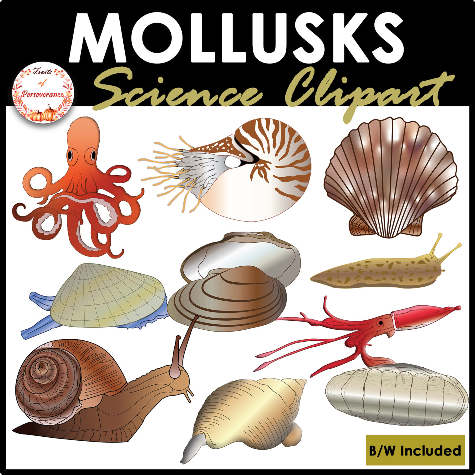 Mollusks Realistic Clipart | Invertebrates Phylum Molluska Snail Squid ...