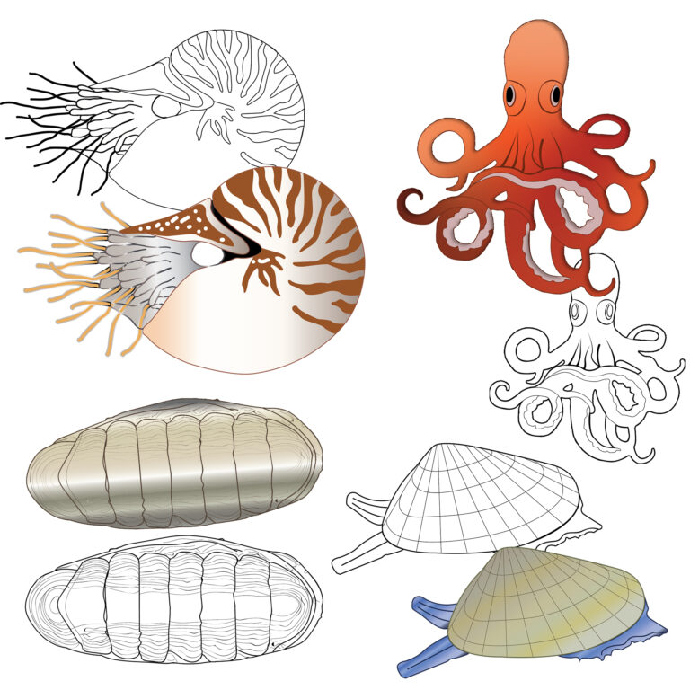 Mollusks Realistic Clipart | Invertebrates Phylum Molluska Snail Squid ...