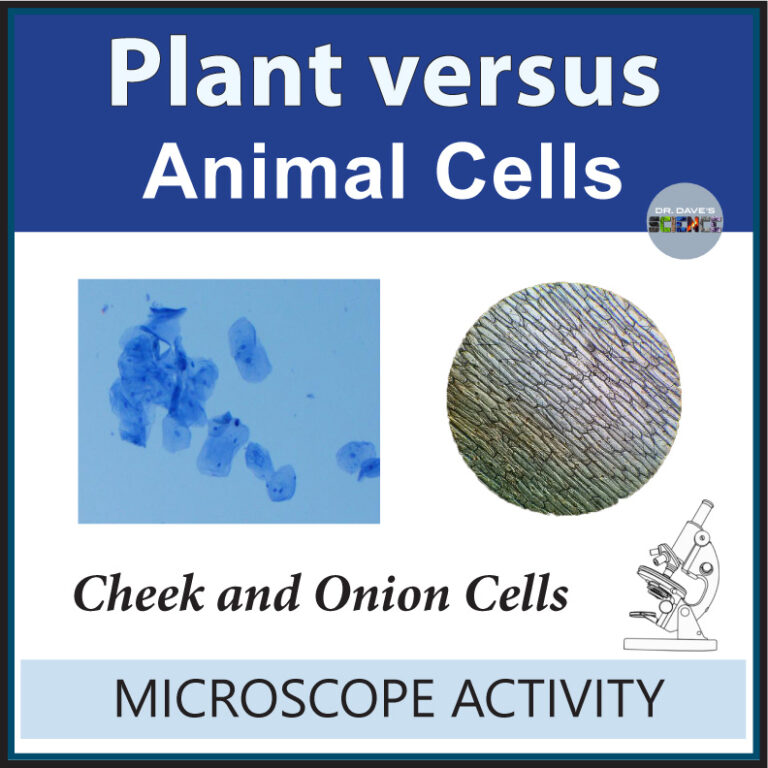 Plant and Animal Cells Onion and Cheek Slides Microscope Worksheet ...