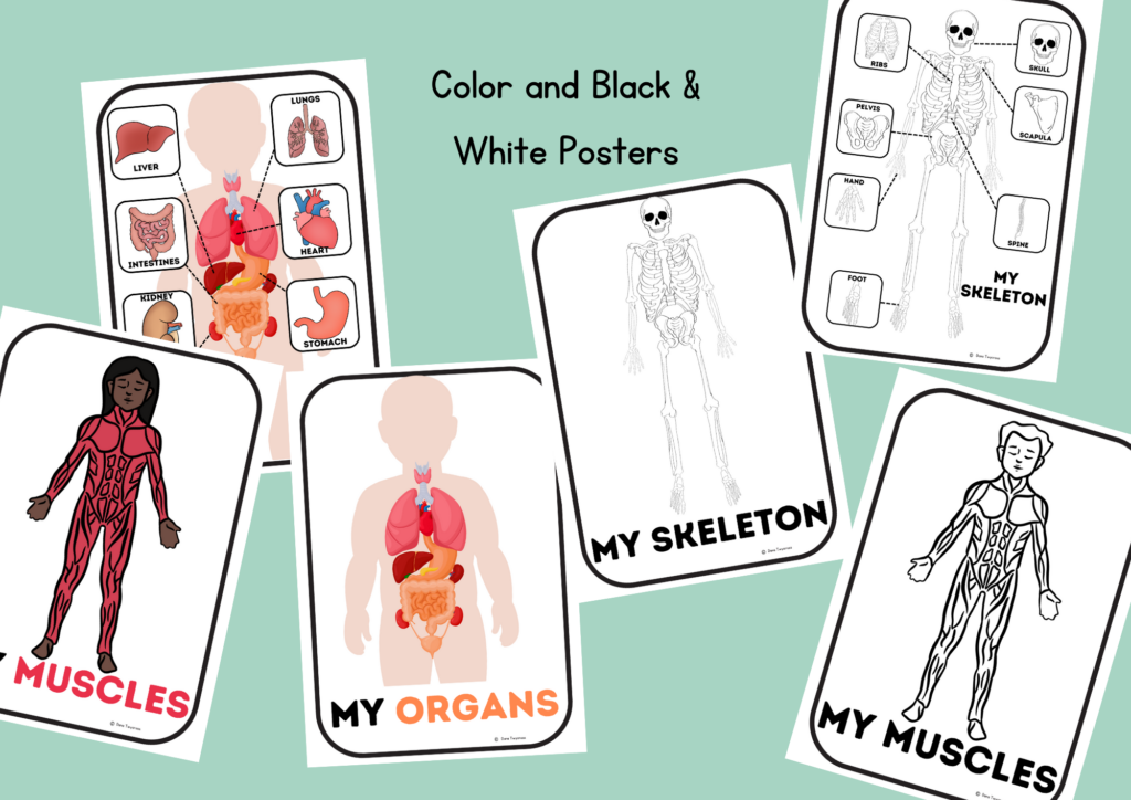 Early Years Inside My Body Low Preparation Science Centres | Made By ...