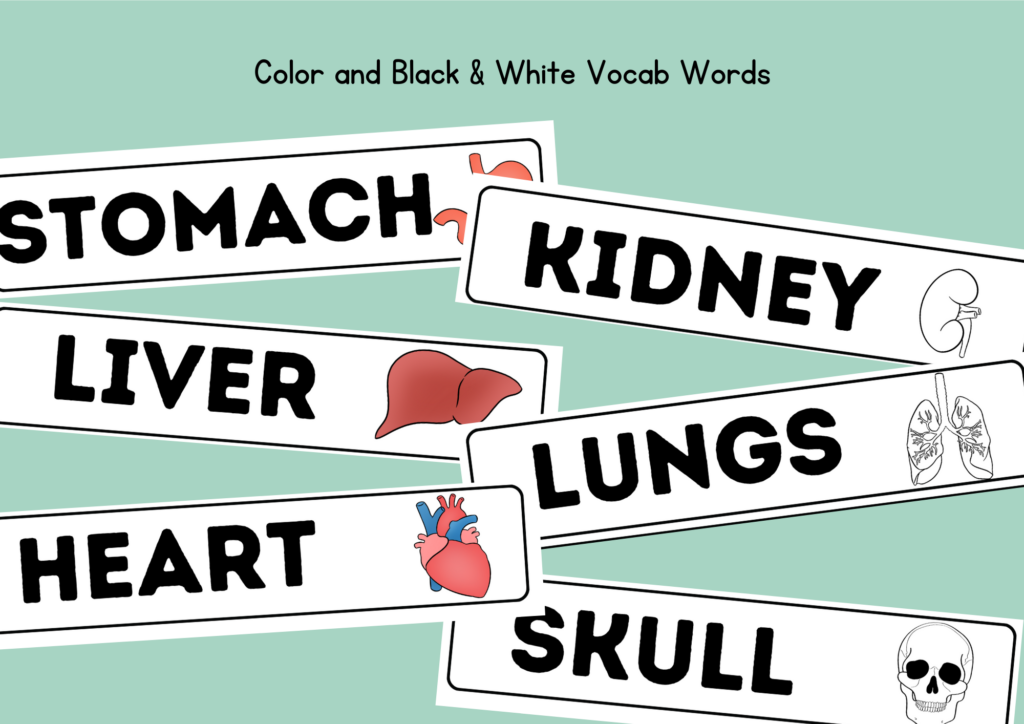 Early Years Inside My Body Low Preparation Science Centres | Made By ...