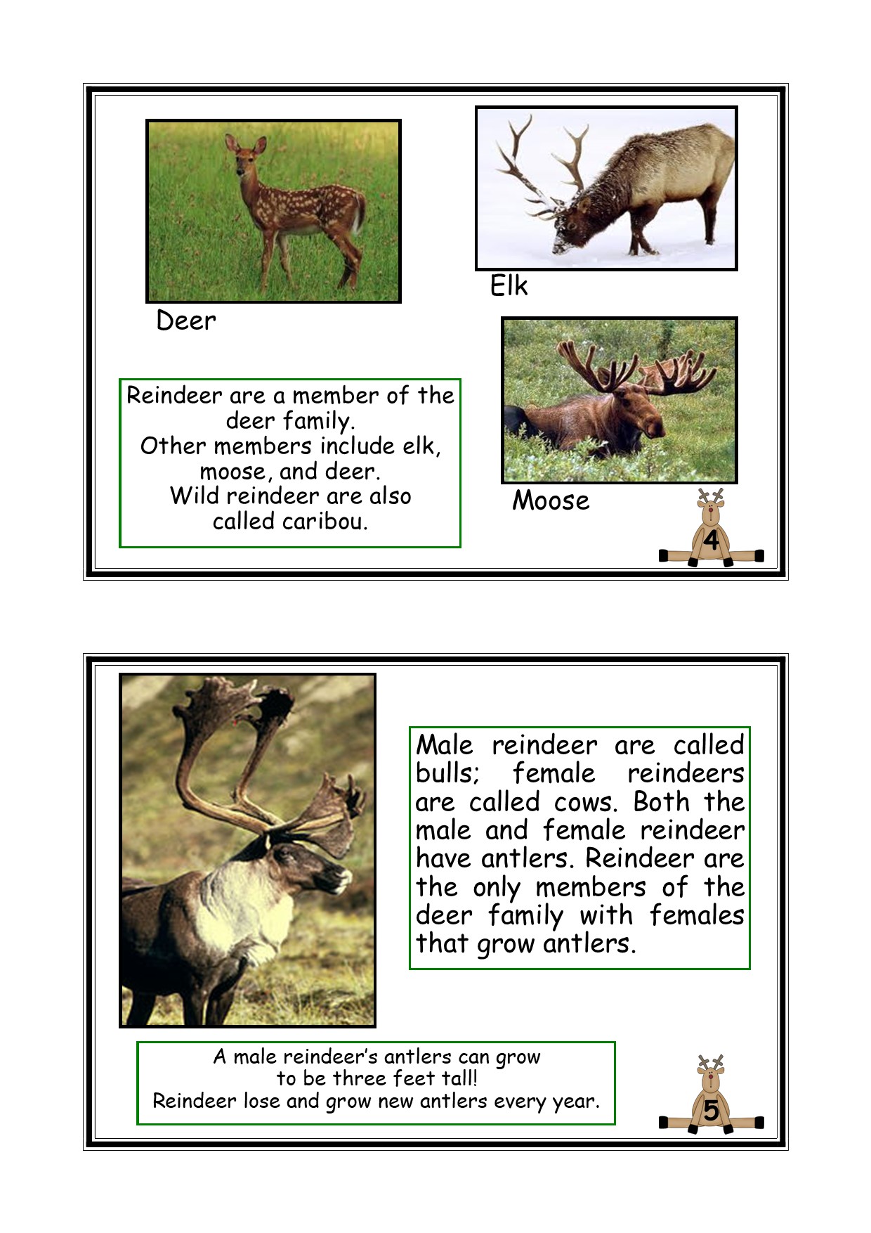 Reindeer Facts Mini Book Reading Comprehension | Made By Teachers