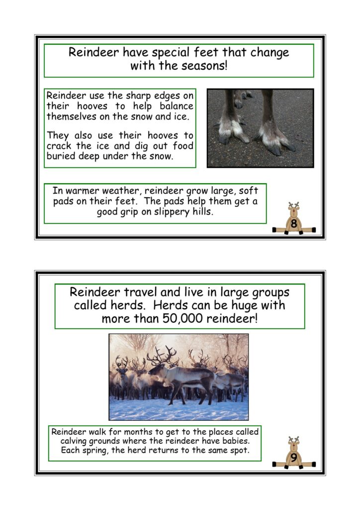 Reindeer Facts Mini Book Reading Comprehension | Made By Teachers