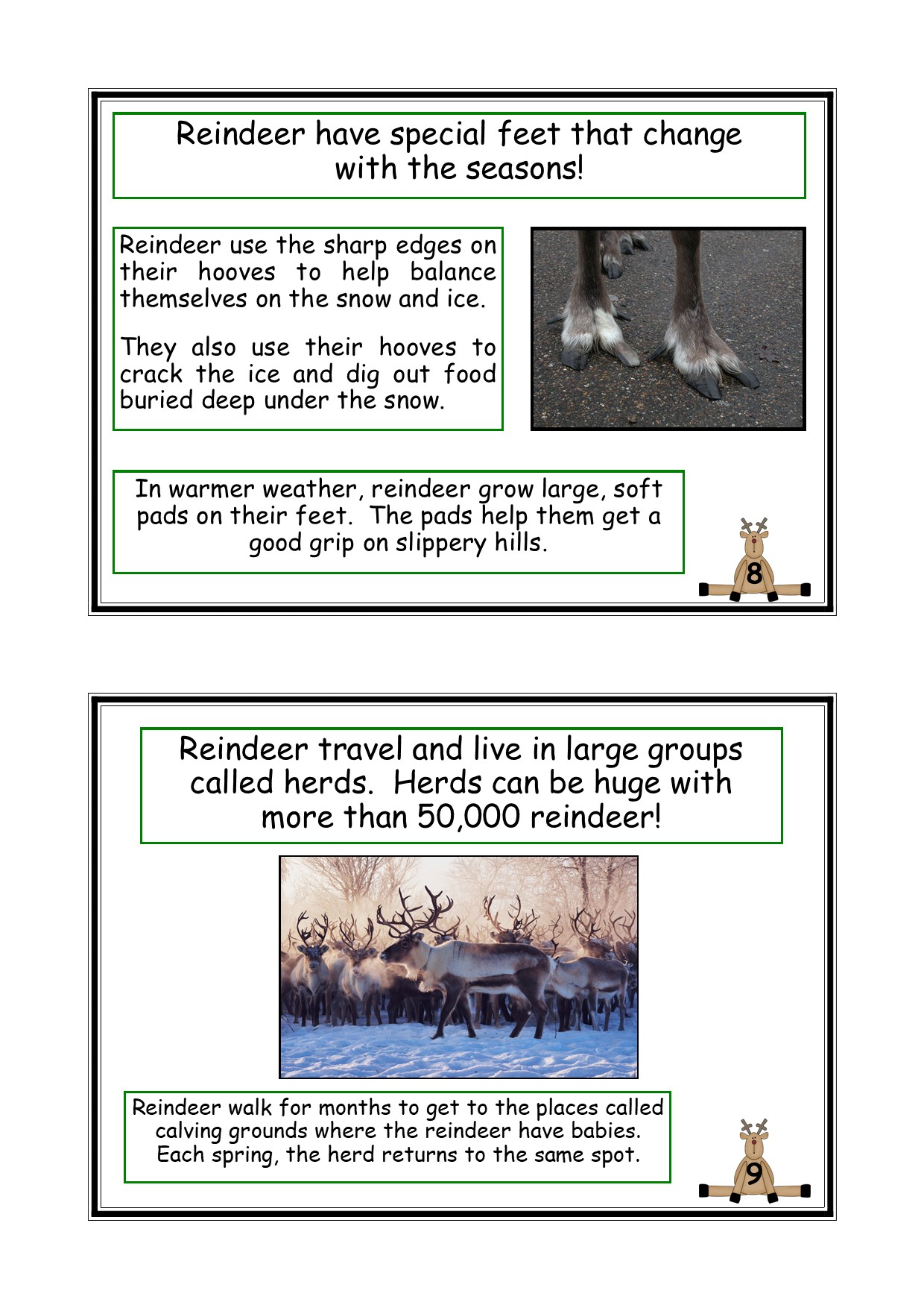 Reindeer Facts Mini Book Reading Comprehension | Made By Teachers