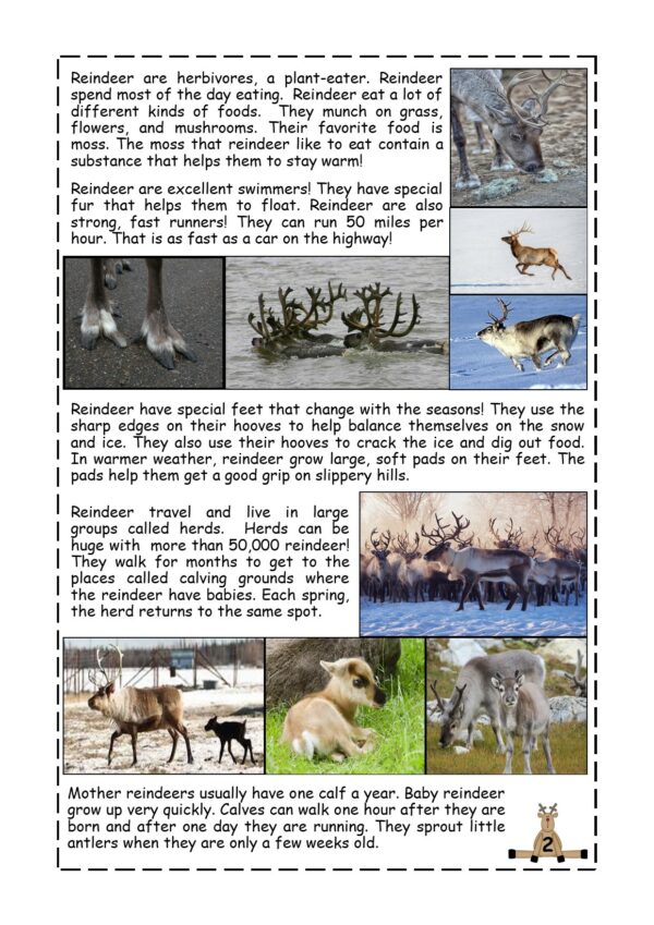 Reindeer Facts Reading Comprehension Passage - Made By Teachers