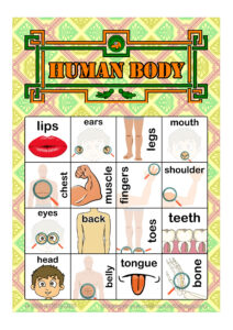 Human Body Parts Bingo 4x4 (5 pages + call sheet) | Made By Teachers