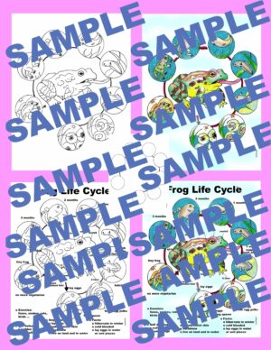 Close Reading: Frogs by Gail Gibbons | Made By Teachers