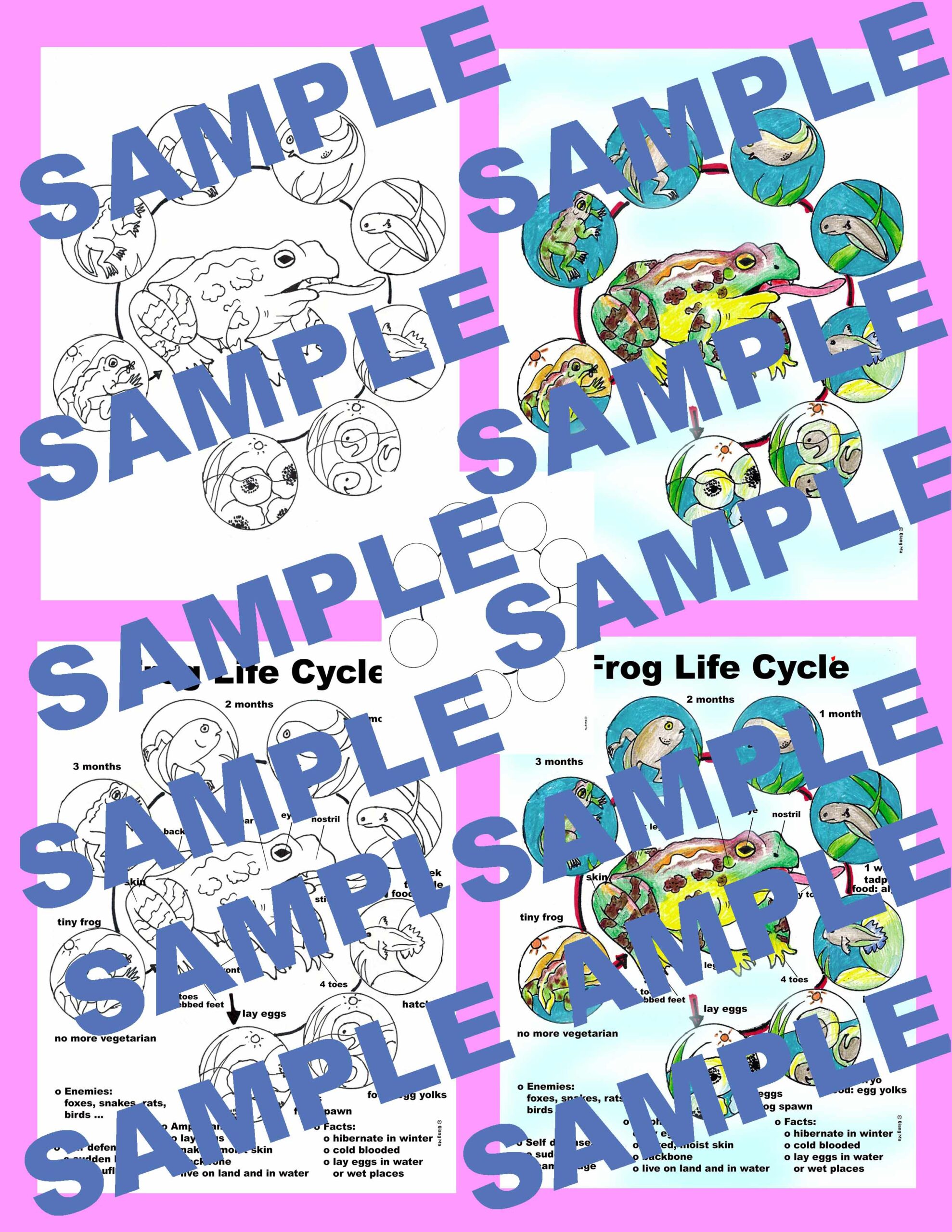 Close Reading: Frogs by Gail Gibbons | Made By Teachers