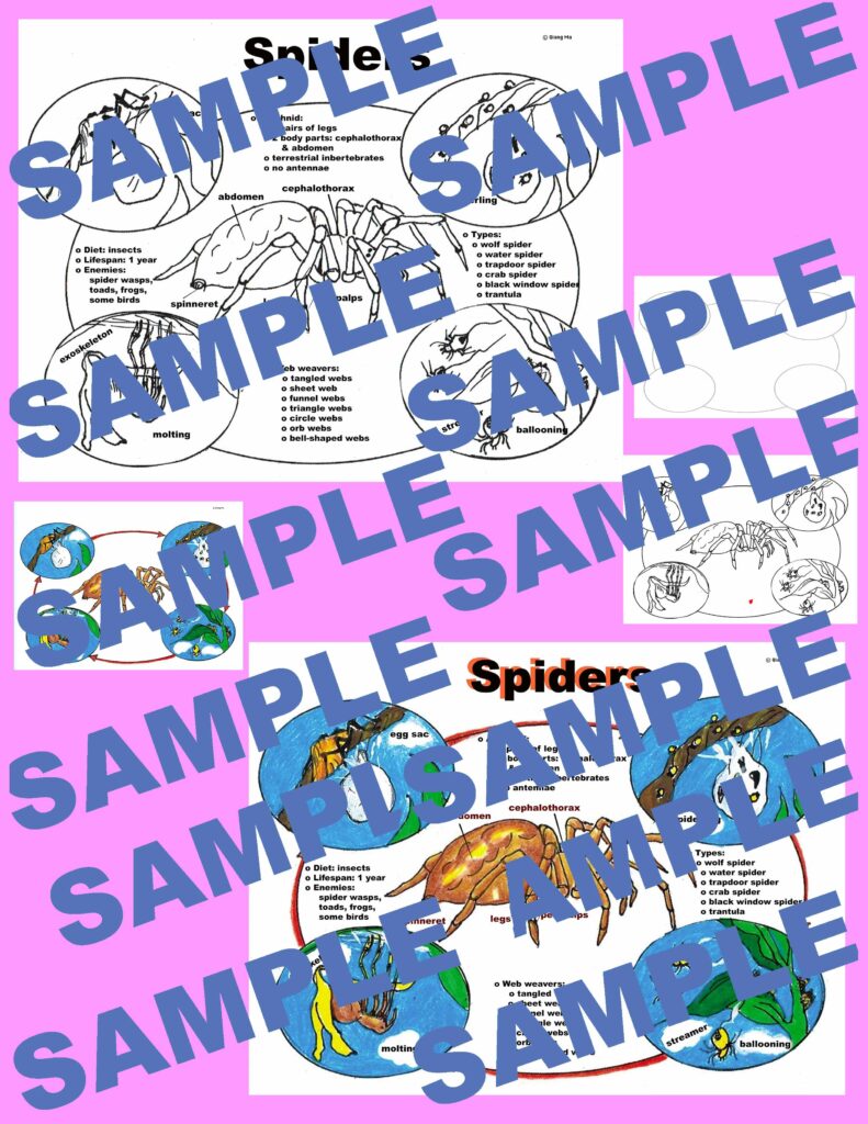 Close Reading: Spiders by Gail Gibbons | Made By Teachers