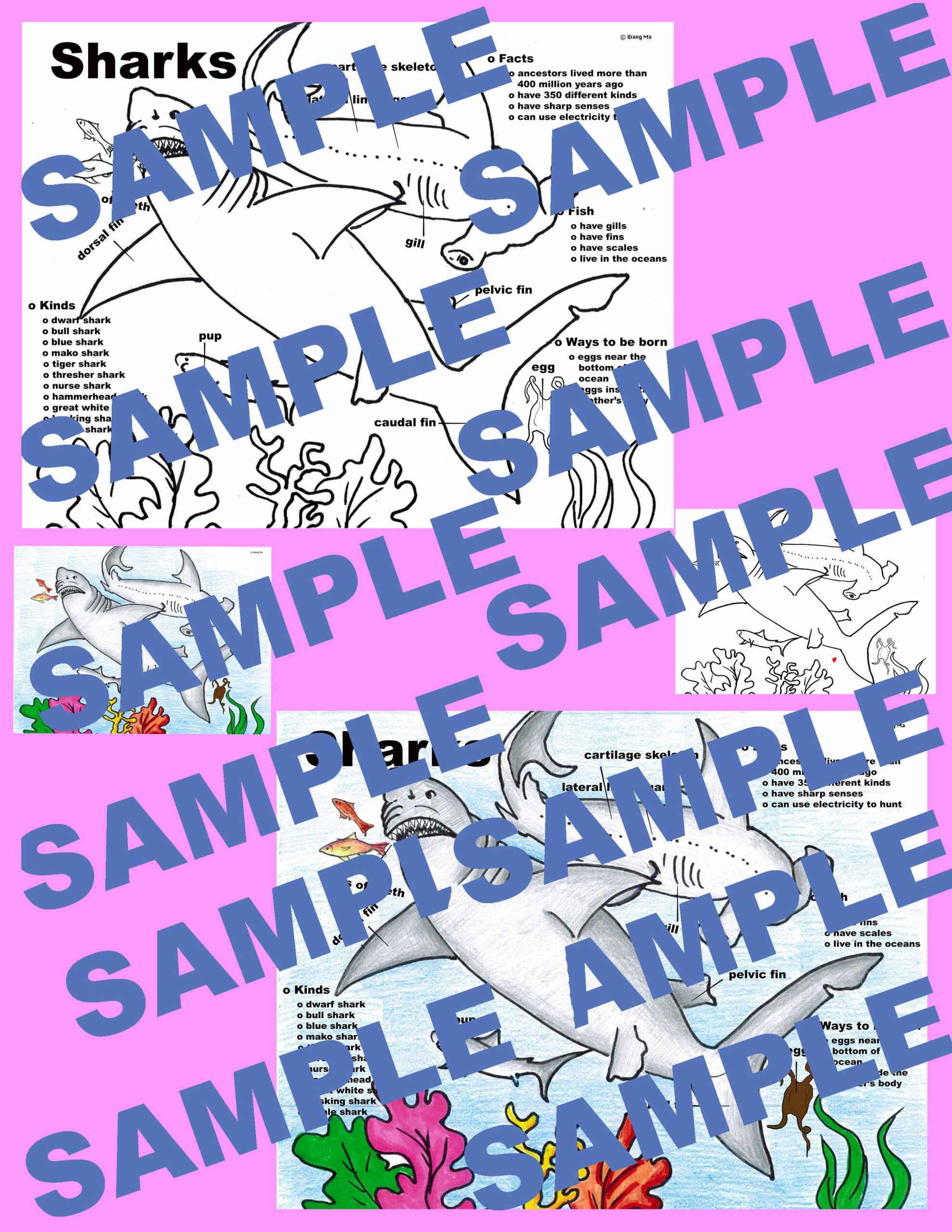 Close Reading: Sharks by Gail Gibbons | Made By Teachers