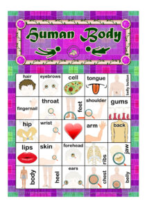 Human Body Parts Bingo 5x5 (5 pages + call sheet) | Made By Teachers