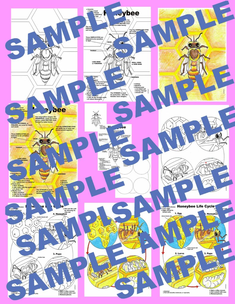 Close Reading: The Honey Makers by Gail Gibbons | Made By Teachers