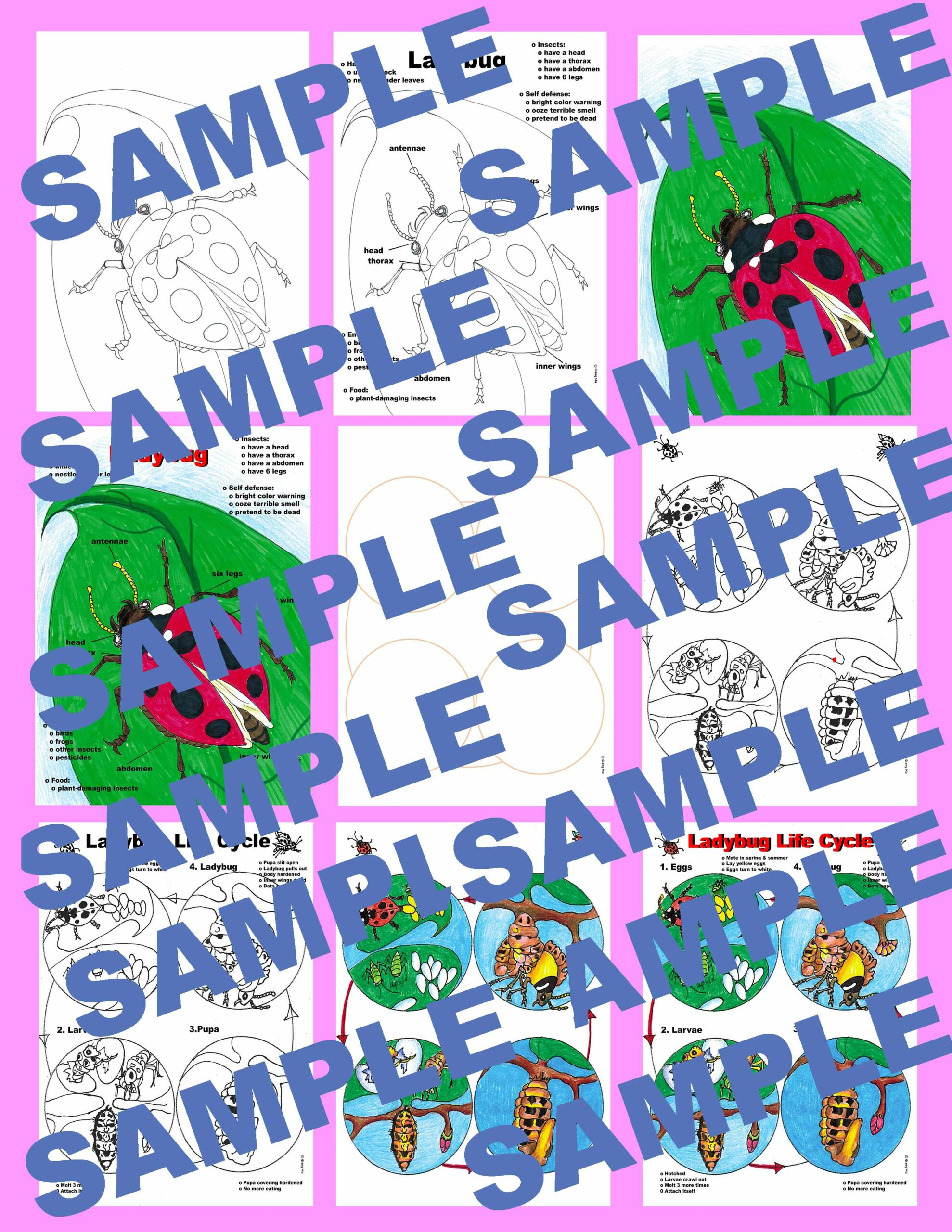 Close Reading: Ladybugs by Gail Gibbons | Made By Teachers