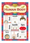 Human Body Parts Bingo 3x3 (100 pages + call sheet) | Made By Teachers