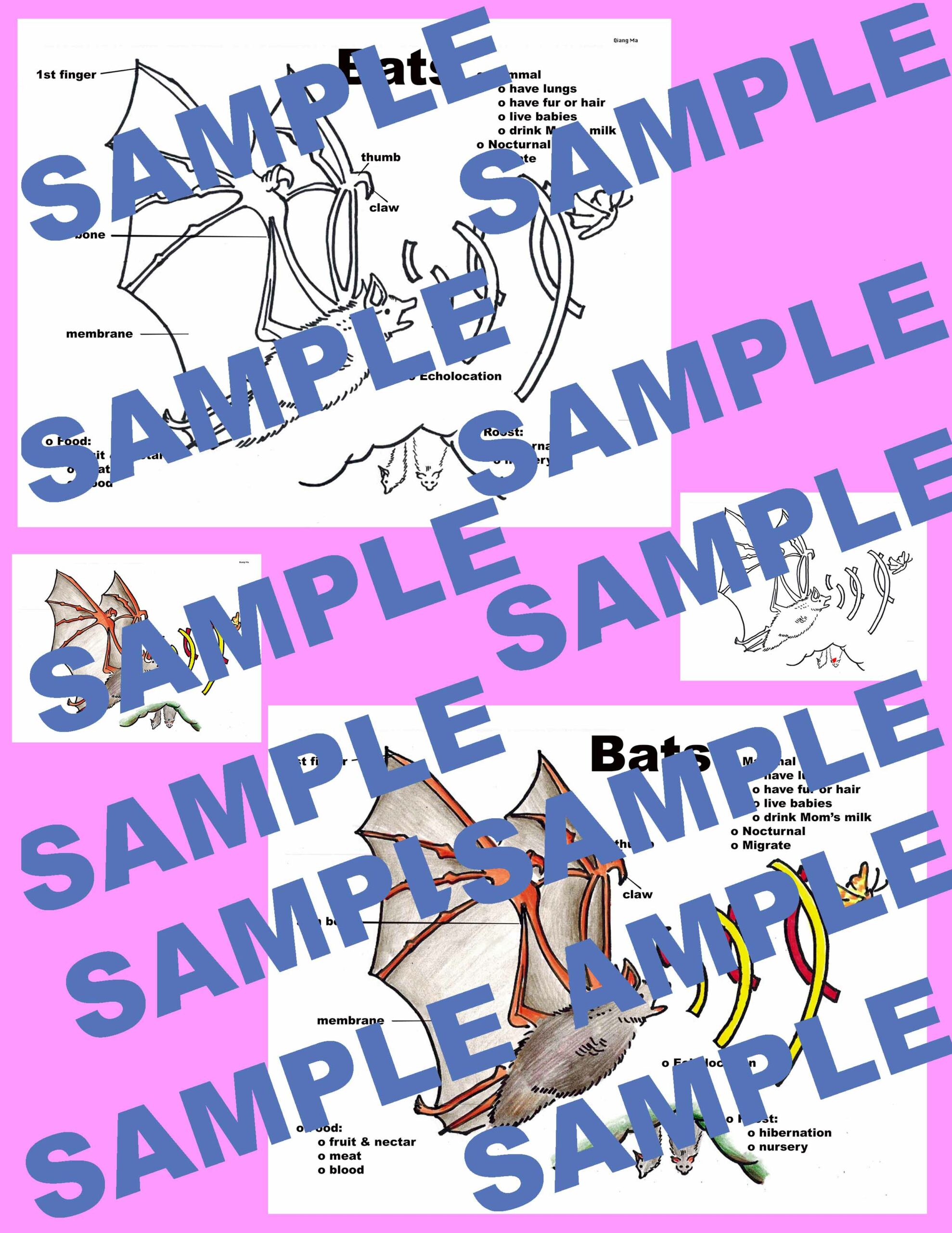 Close Reading: Bats by Gail Gibbons | Made By Teachers