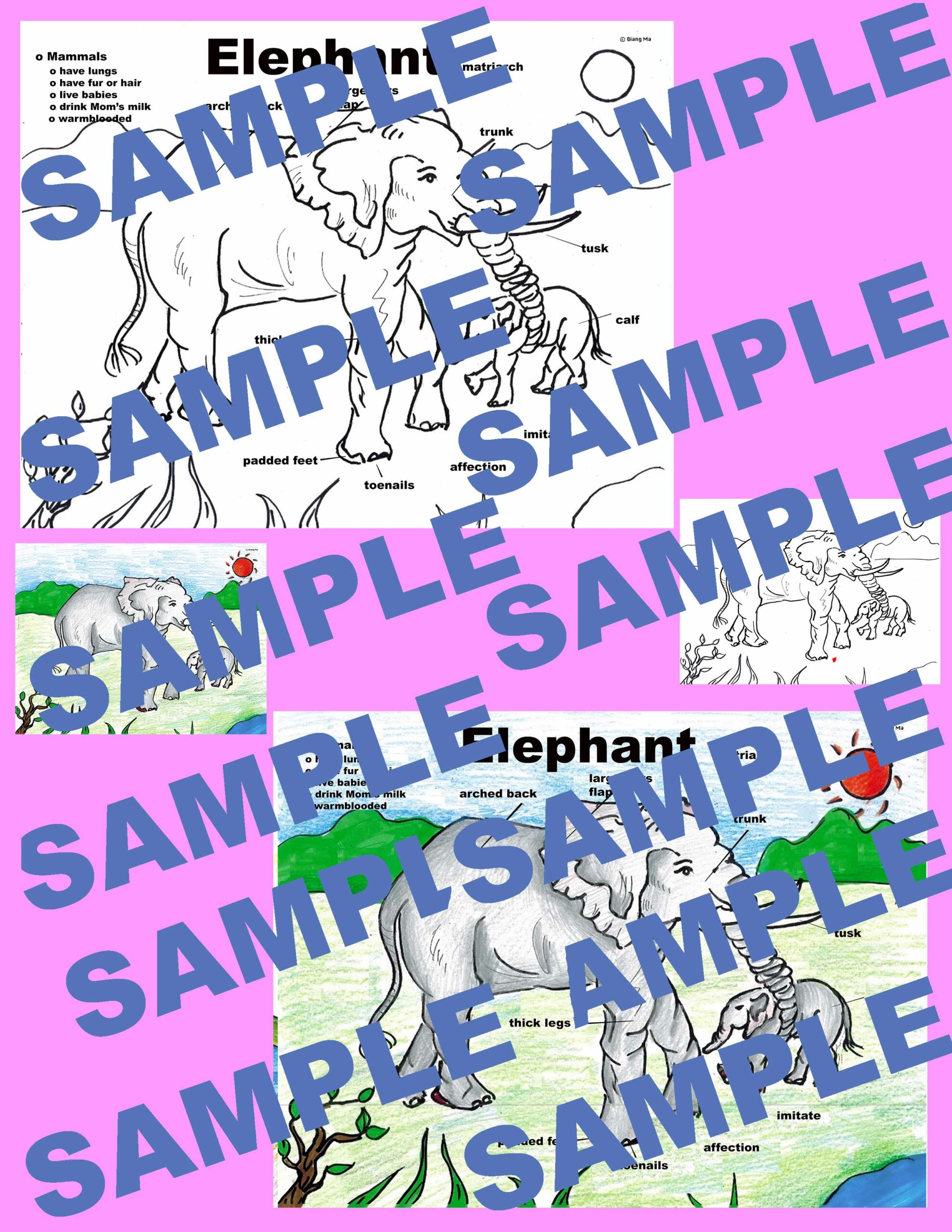 Close Reading: Elephants of Africa by Gail Gibbons | Made By Teachers