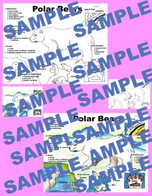 Close Reading: Polar Bears by Gail Gibbons | Made By Teachers