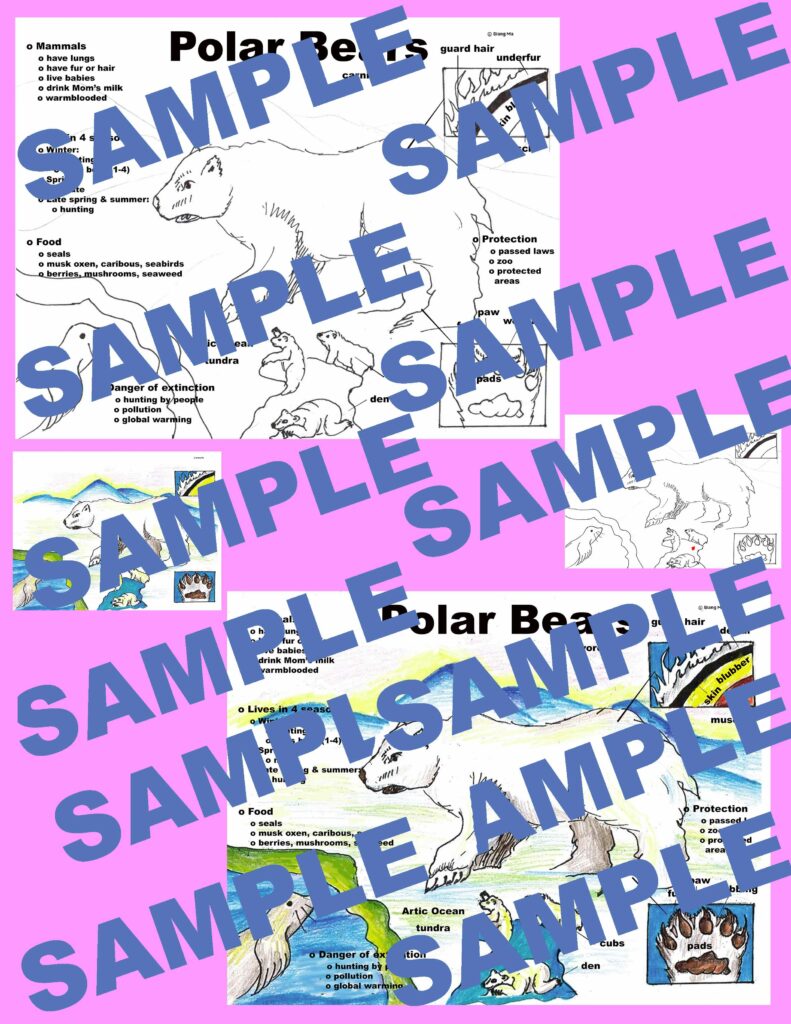 Close Reading: Polar Bears by Gail Gibbons | Made By Teachers