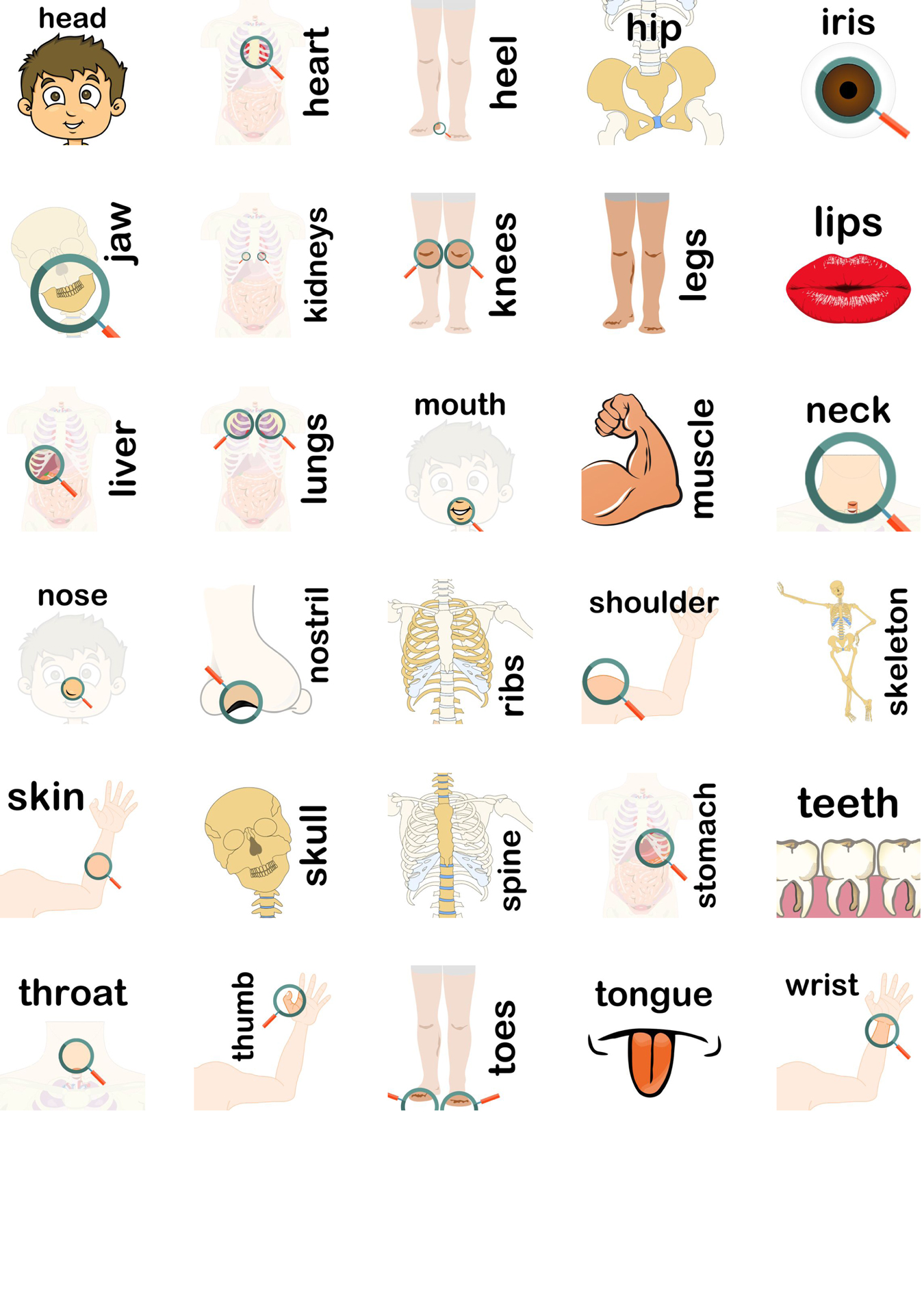 Human Body Parts Bingo 6x6 (100 pages + call sheet) | Made By Teachers