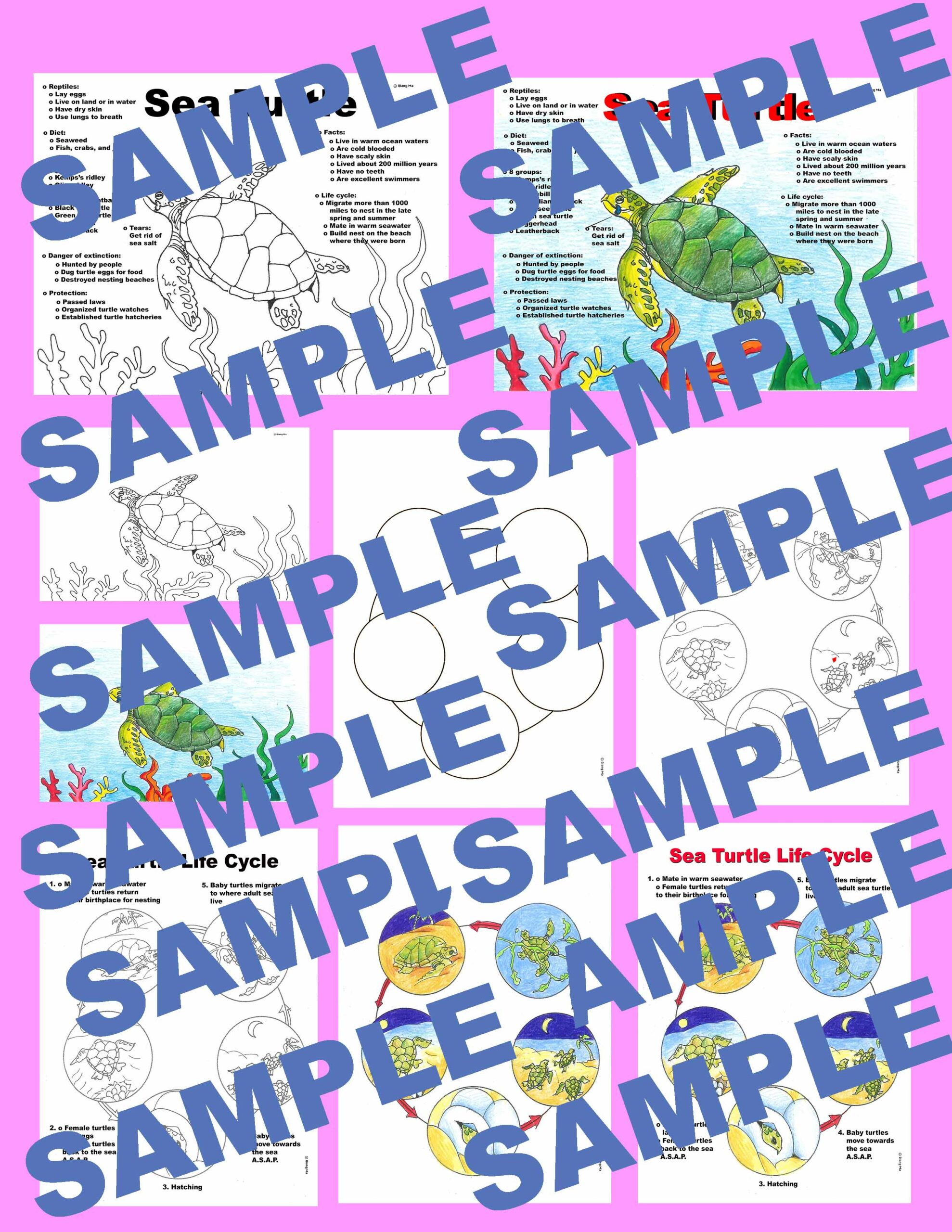 Close Reading: Sea Turtles by Gail Gibbons | Made By Teachers