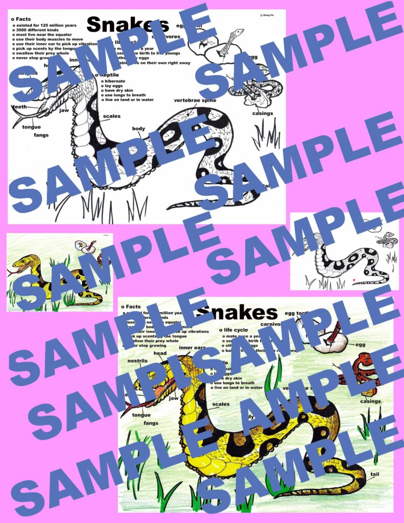 Close Reading: Snakes by Gail Gibbons | Made By Teachers