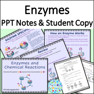 Enzyme Notes PPT and Student Notes | Made By Teachers